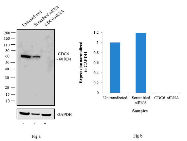 Cdc6 Antibody (MA5-14314)