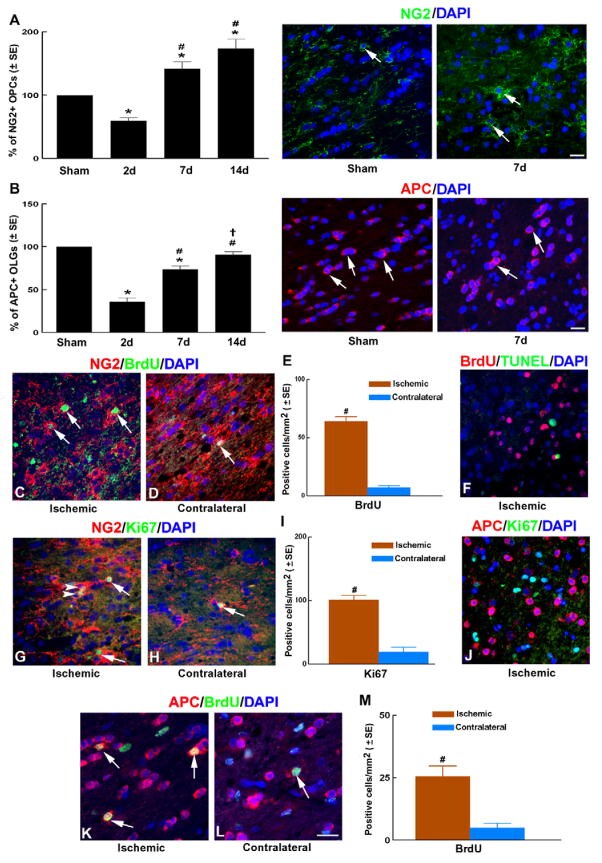 Ki-67 Antibody (Monoclonal, SP6)