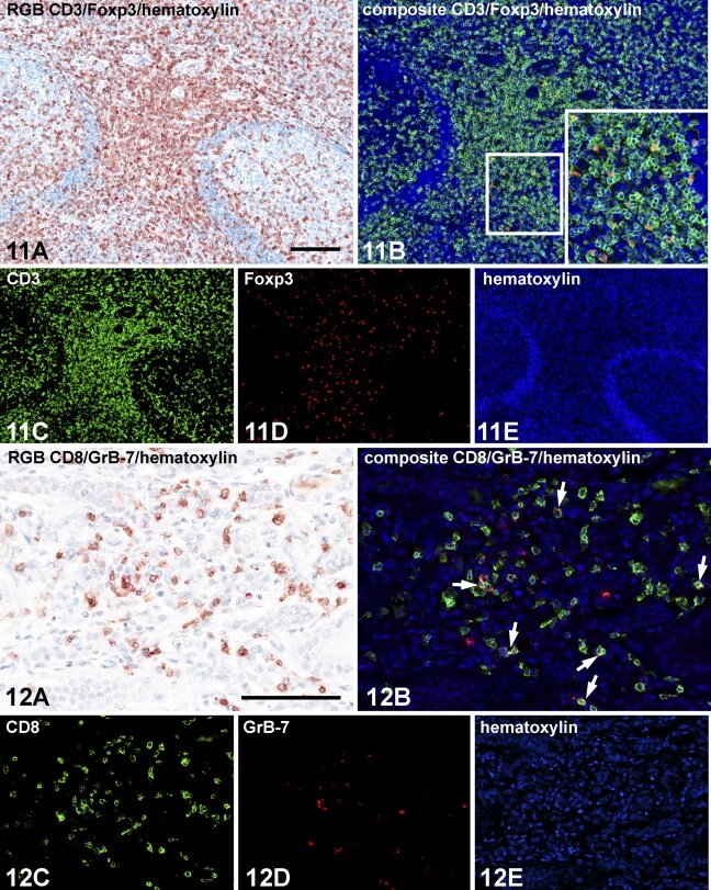 CD3e Antibody (Monoclonal, SP7)