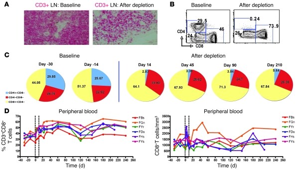 CD3e Antibody (Monoclonal, SP7)