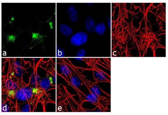 Synaptophysin Antibody (MA5-14532)
