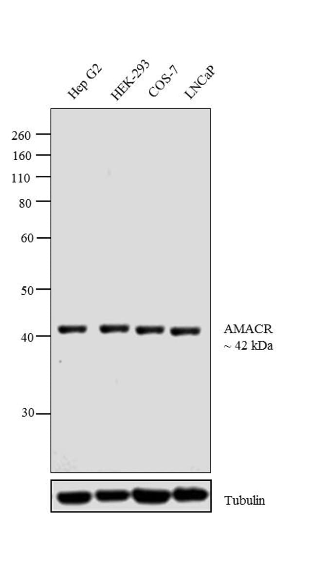 AMACR Antibody (MA5-14576)