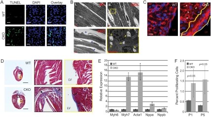 Perlecan Antibody (Monoclonal, A7L6)