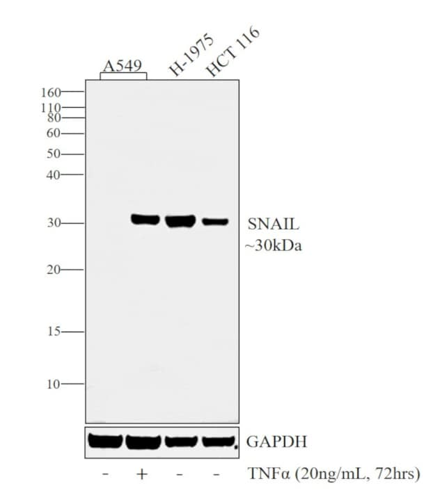 SNAIL Antibody (MA5-14801)