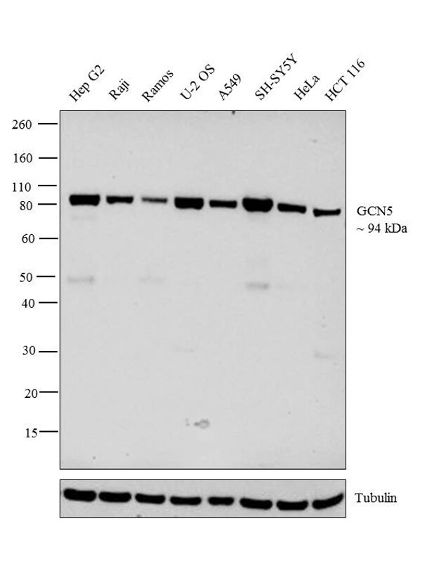 GCN5 Antibody (MA5-14884)