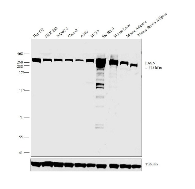 FASN Antibody (MA5-14887)