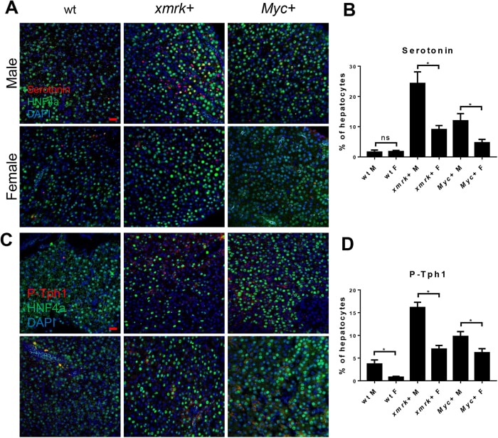 HNF4A Antibody (MA5-14891)