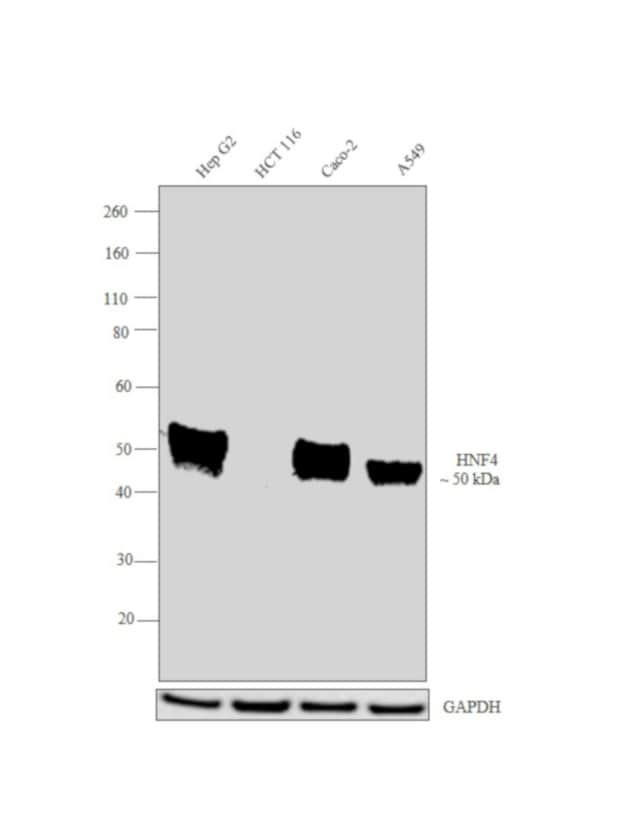 HNF4A Antibody (MA5-14891)
