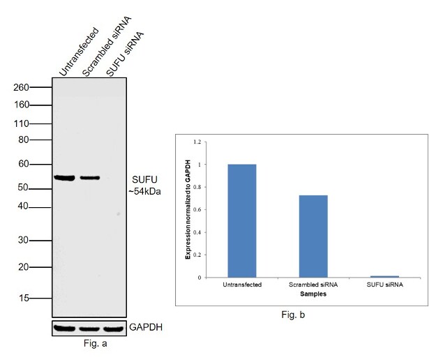 SUFU Antibody (MA5-14954)
