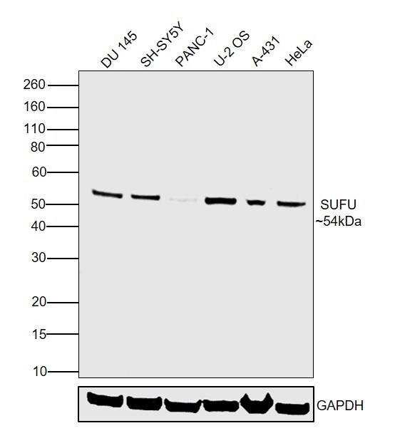 SUFU Antibody (MA5-14956)