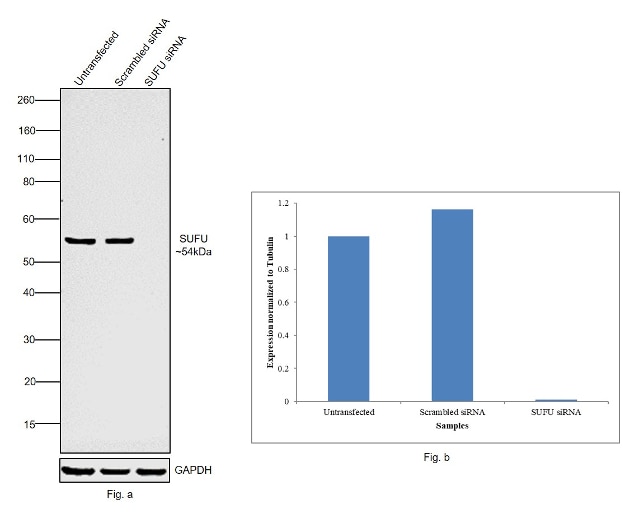 SUFU Antibody (MA5-14956)