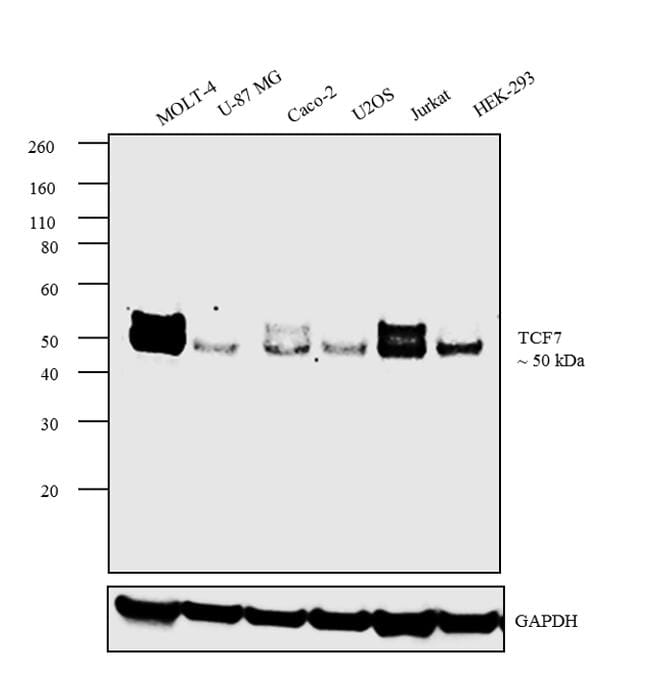 TCF7 Antibody (MA5-14965)