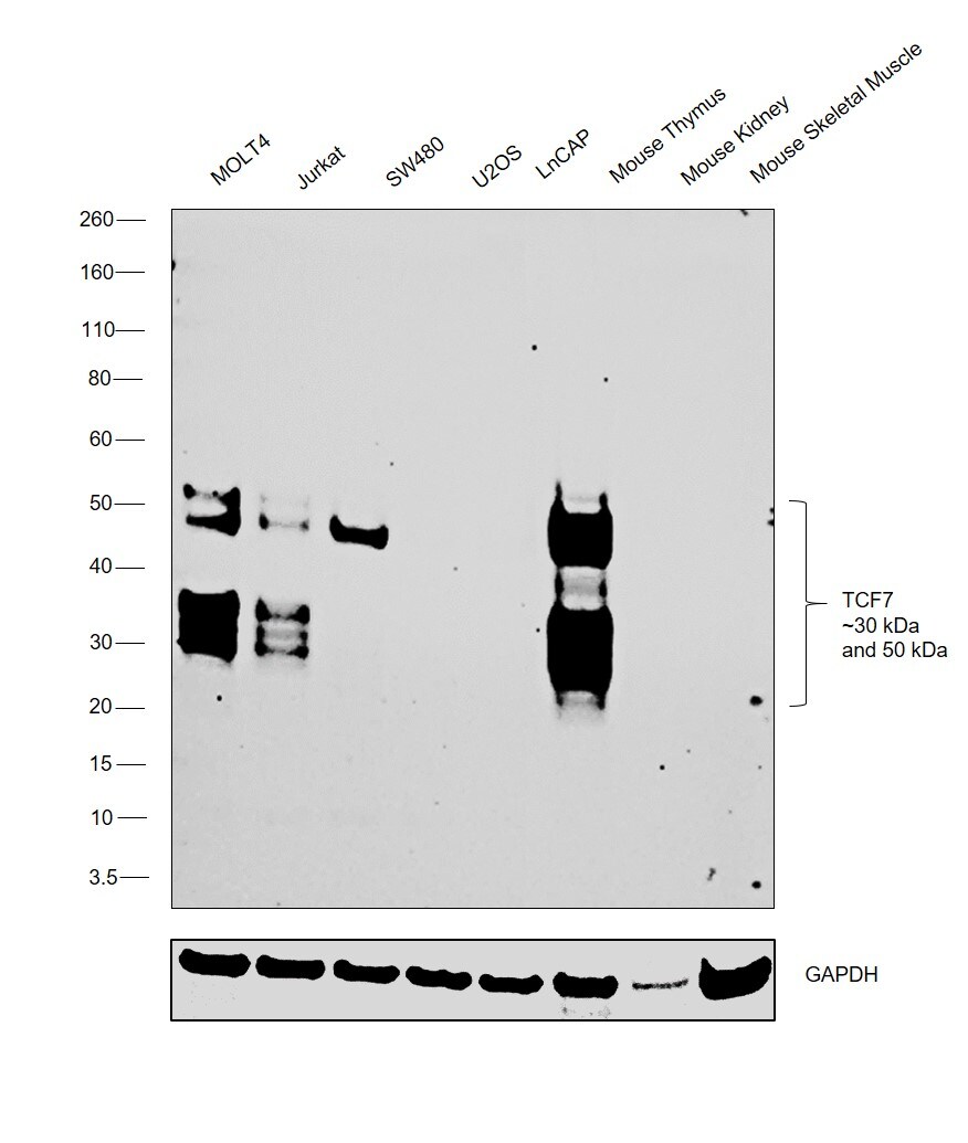 TCF7 Antibody (MA5-14972)