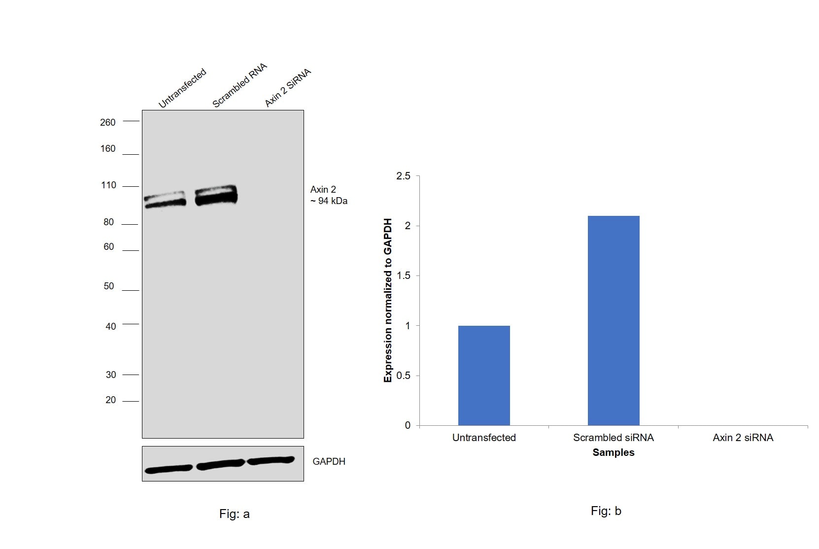 AXIN2 Antibody (MA5-15015)