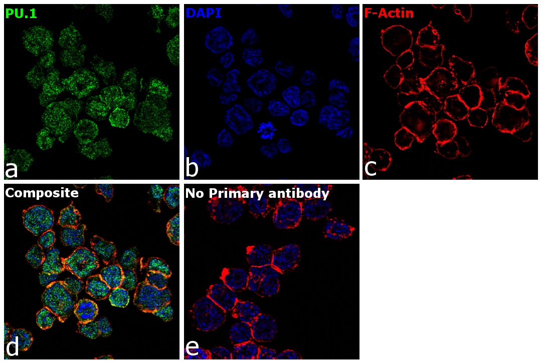PU.1 Antibody (MA5-15064)