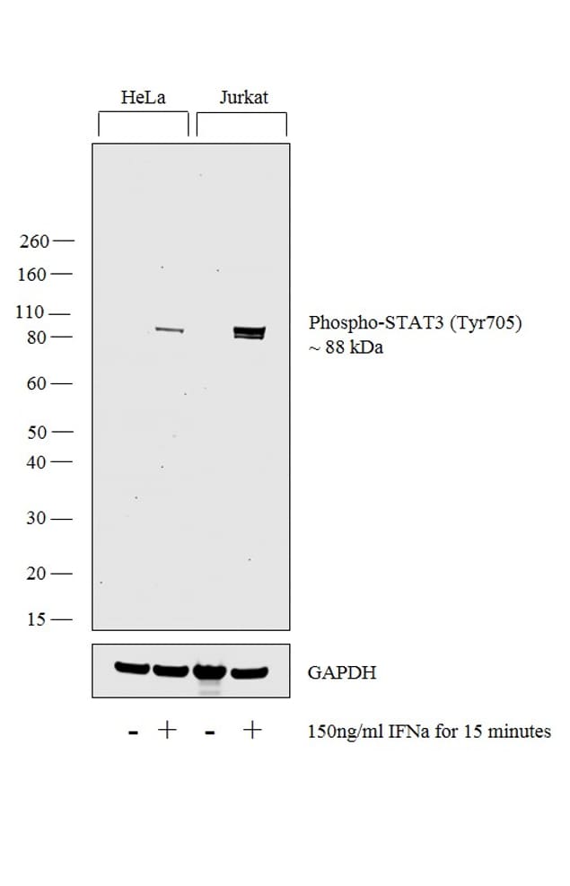 Phospho-STAT3 (Tyr705) Antibody (MA5-15193)