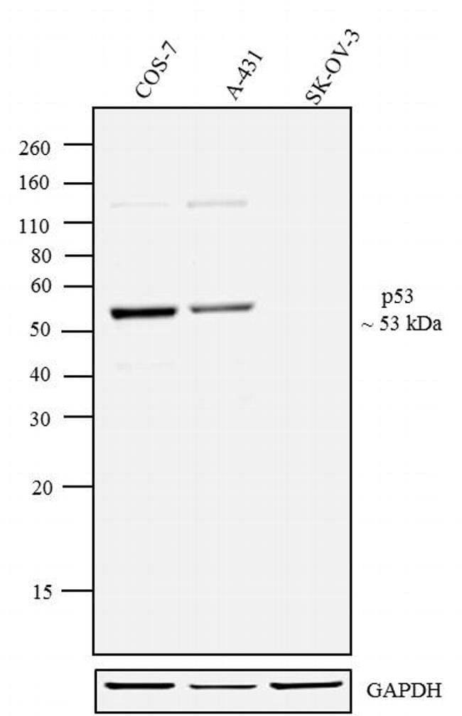 p53 Antibody (MA5-15244)