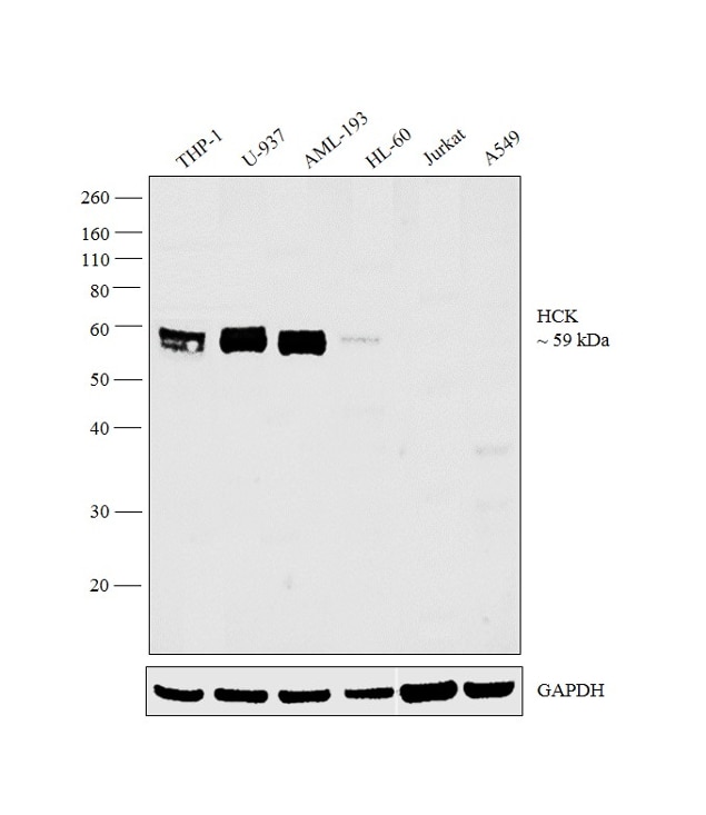 HCK Antibody (MA5-15371)