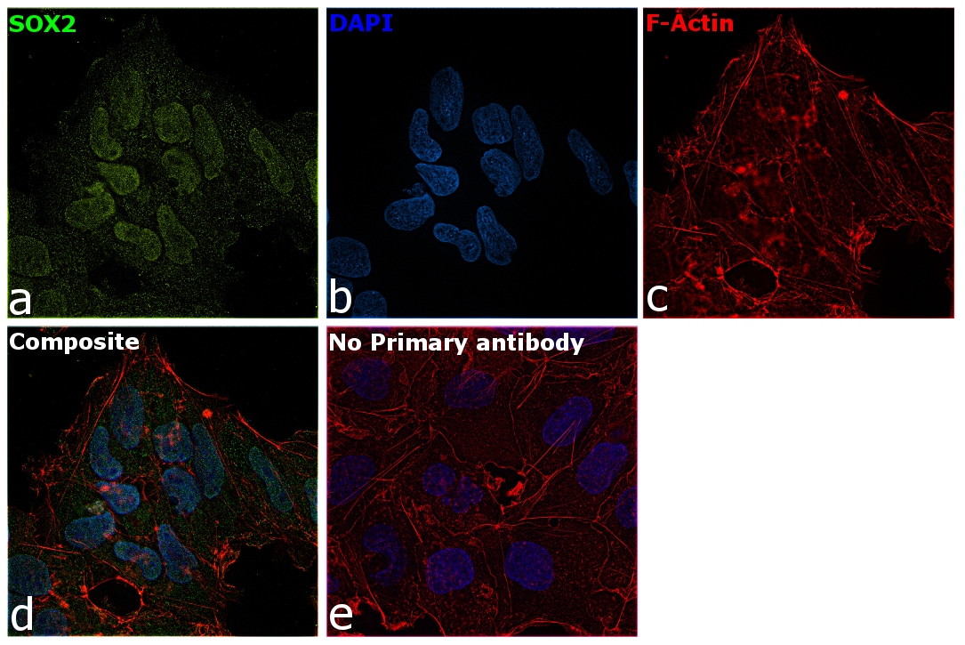 SOX2 Antibody (MA5-15449)