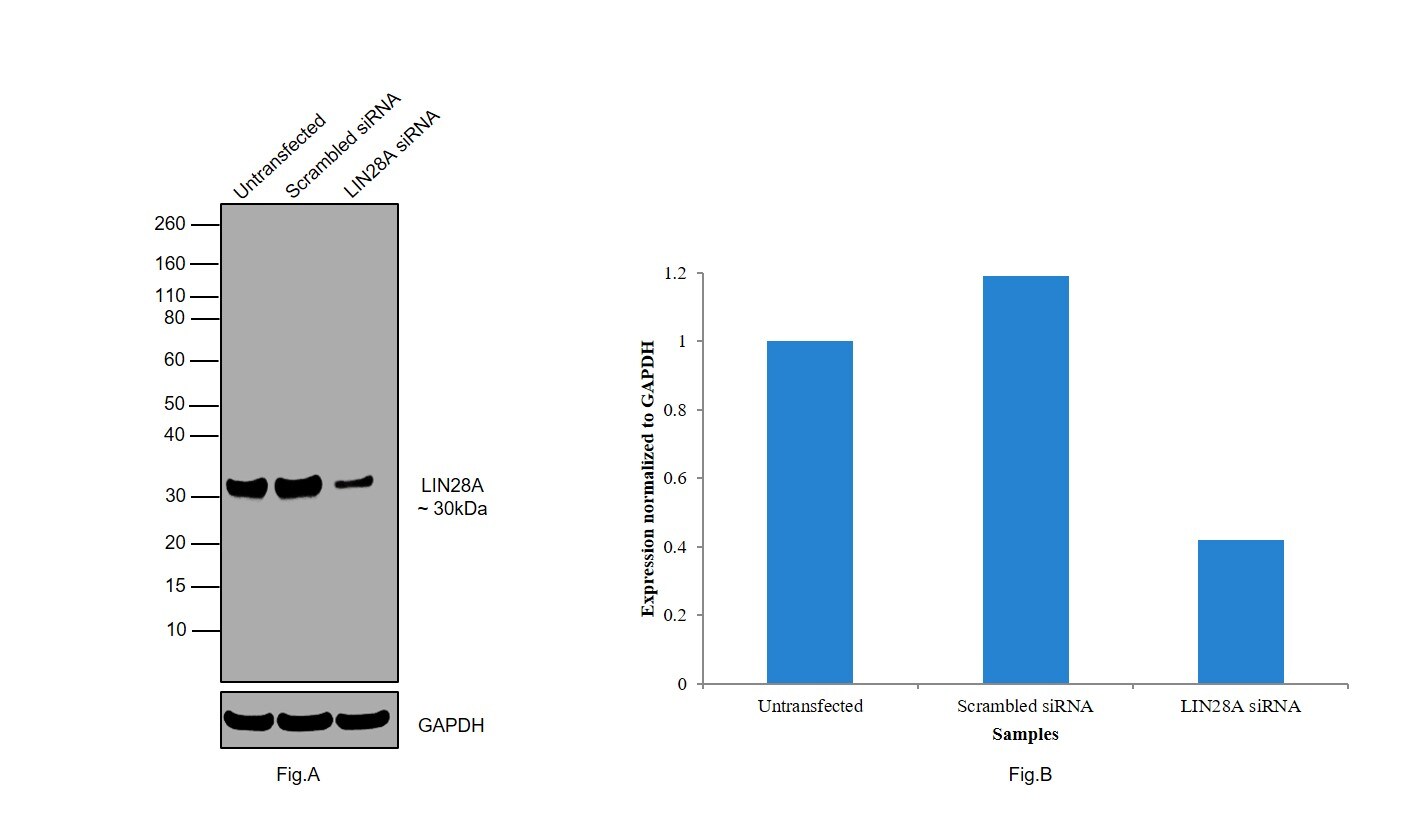 LIN28A Antibody (MA5-15453)