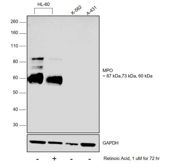 Anti-MPO Antibodies | Invitrogen