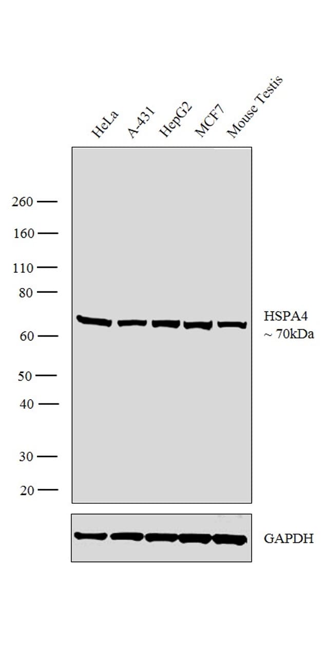HSPA4 Antibody (MA5-15578)