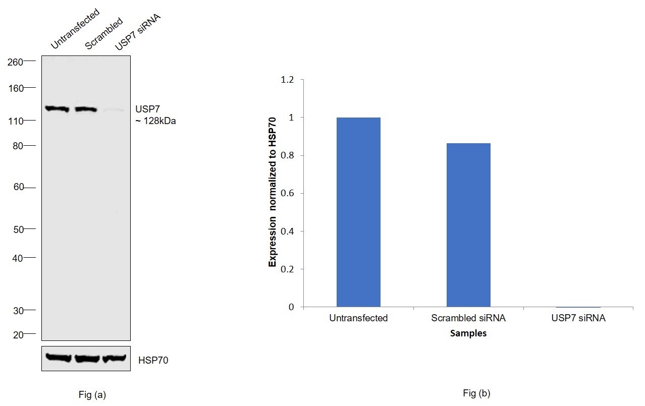 USP7 Antibody (MA5-15585)