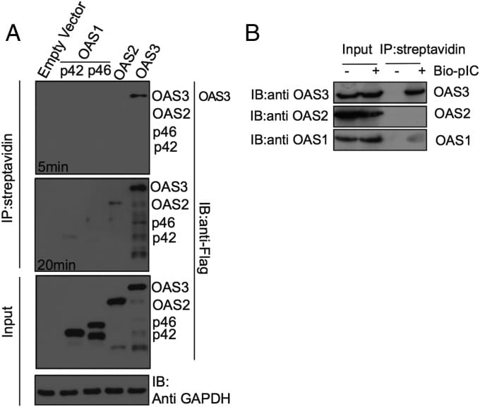 GAPDH Loading Control Antibody (Monoclonal, GA1R)