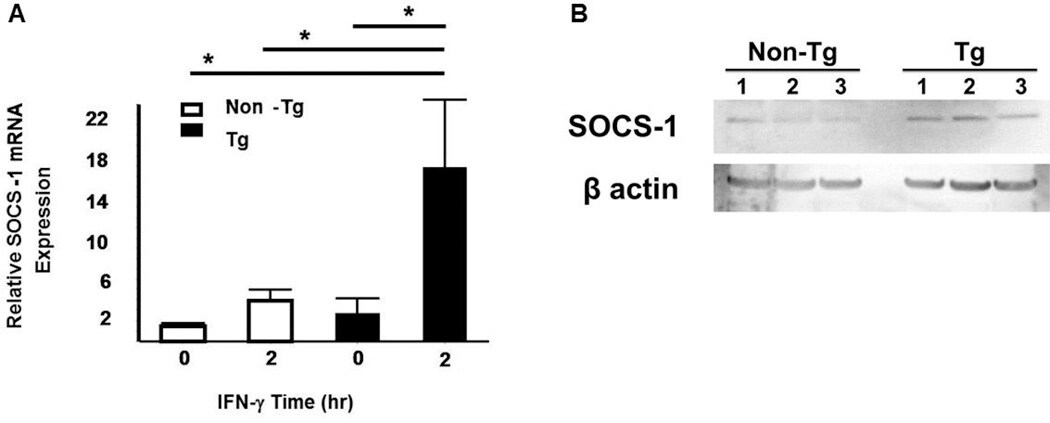 beta Actin Loading Control Antibody (Monoclonal, BA3R)