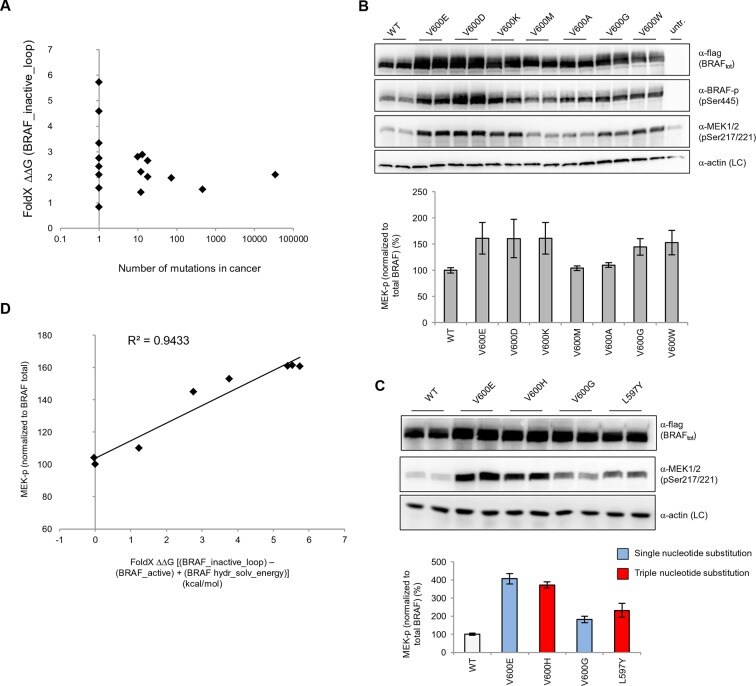beta Actin Loading Control Antibody (Monoclonal, BA3R)