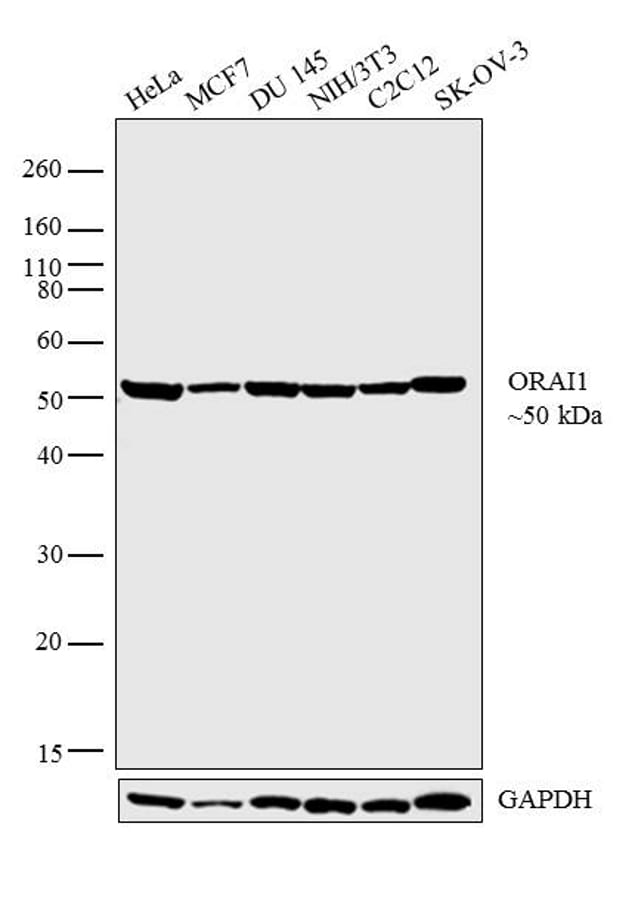 ORAI1 Antibody (MA5-15776)