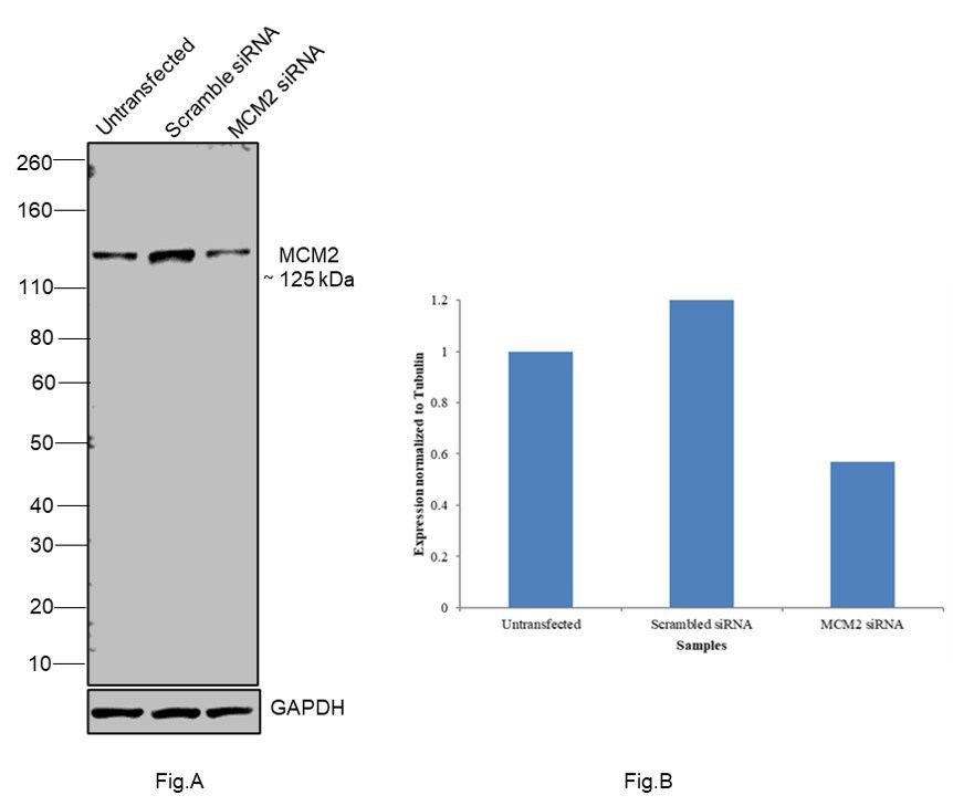 MCM2 Antibody (MA5-15923)