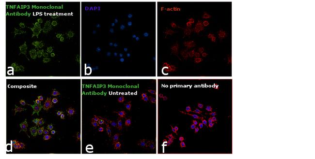 TNFAIP3 Antibody (MA5-16164)