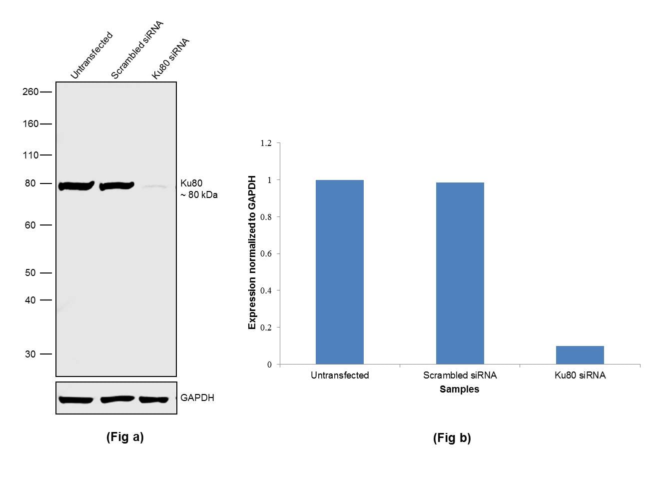 Ku80 Antibody (MA5-16375)