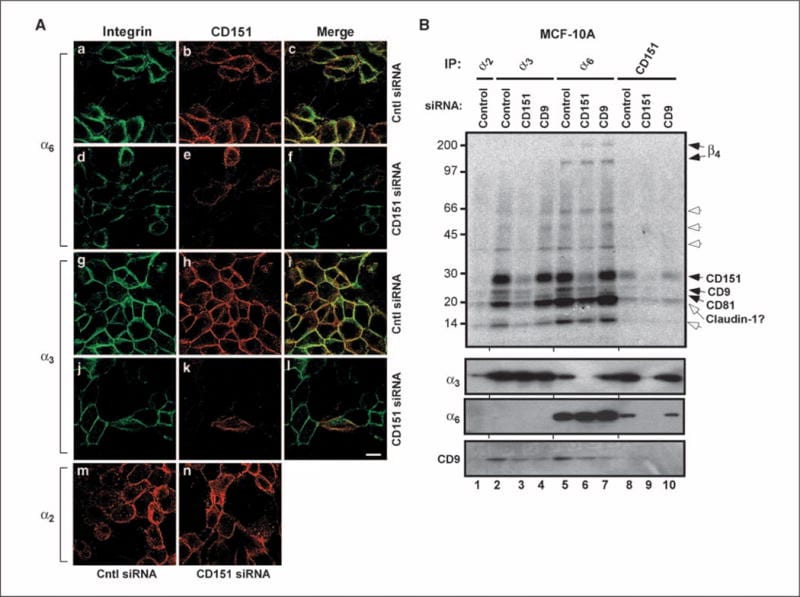 CD9 Antibody, FITC (Monoclonal, MM2/57)