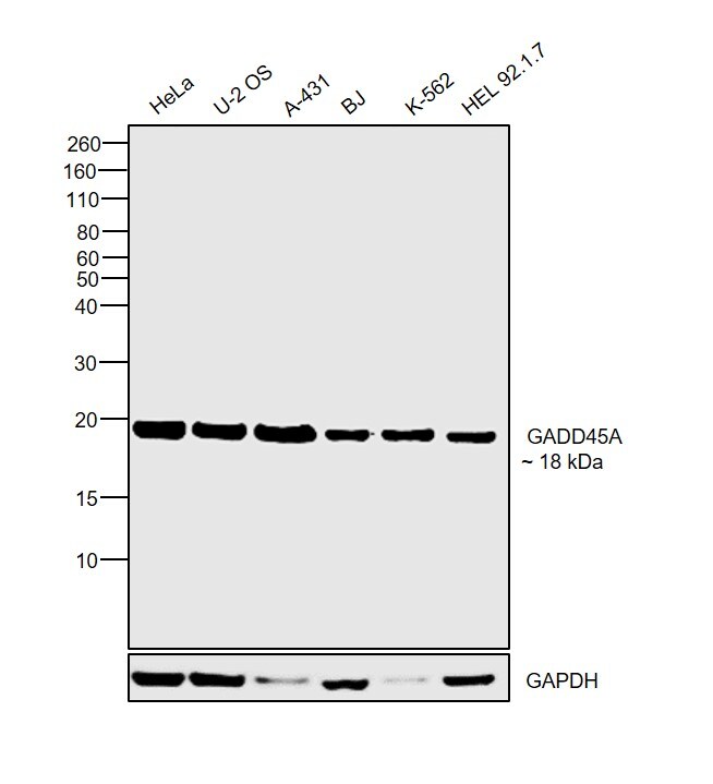 GADD45A Antibody (MA5-17014)