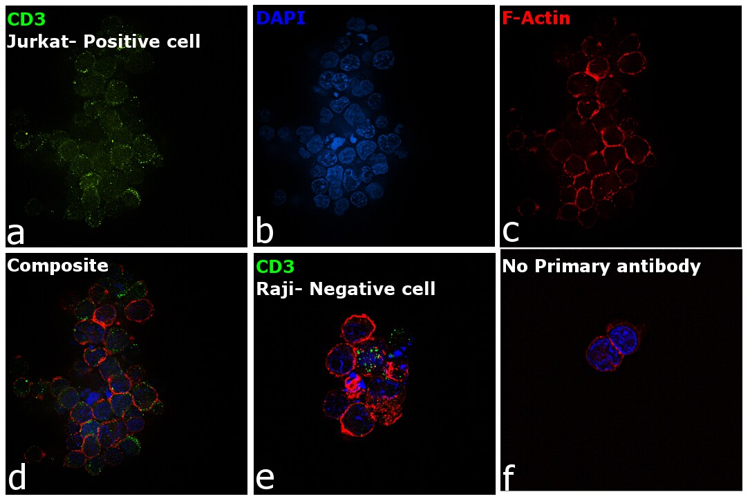 CD3 Antibody (MA5-17043)