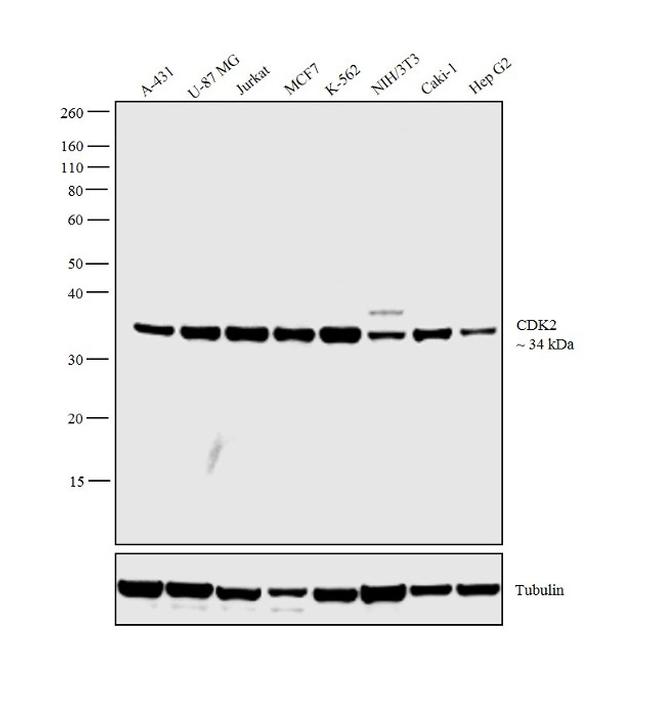 CDK2 Antibody (MA5-17052)