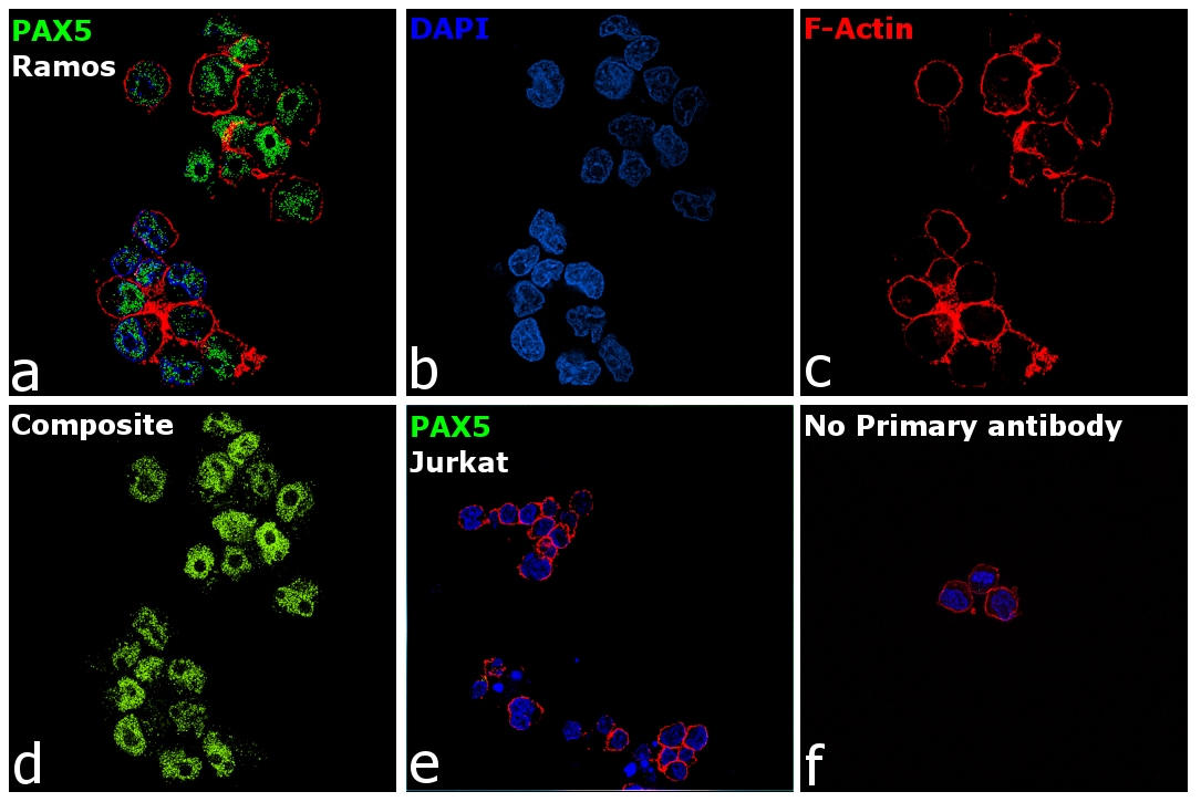 PAX5 Antibody (MA5-17143)