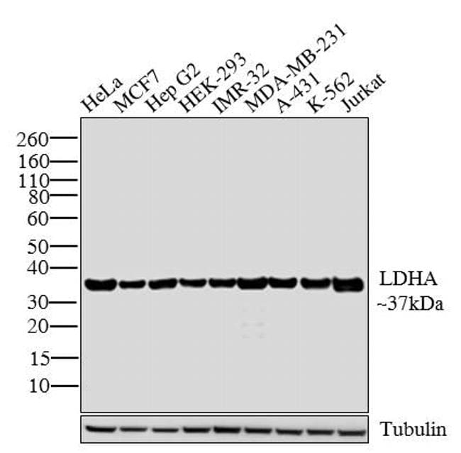 LDHA Antibody (MA5-17247)