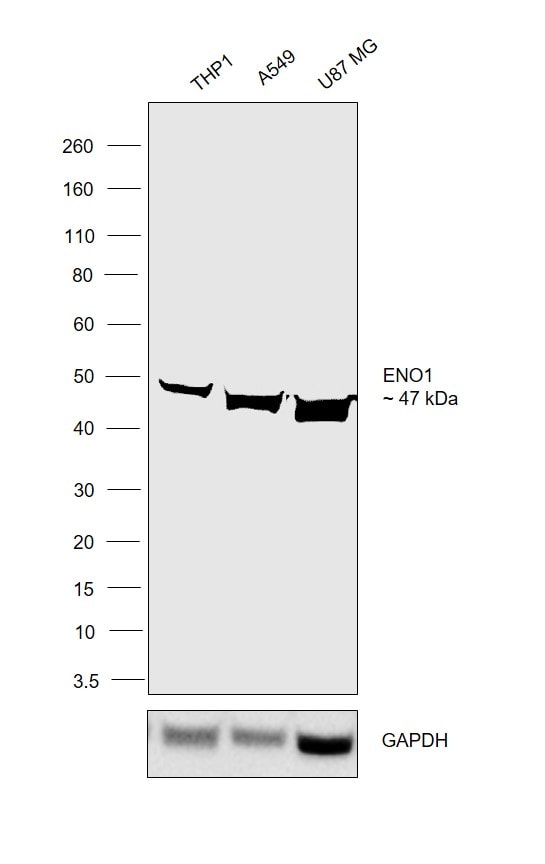 ENO1 Antibody (MA5-17262)