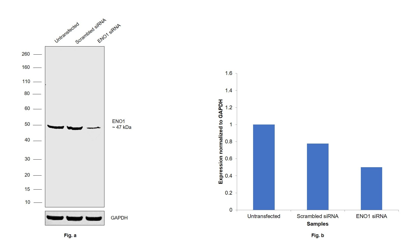 ENO1 Antibody (MA5-17262)
