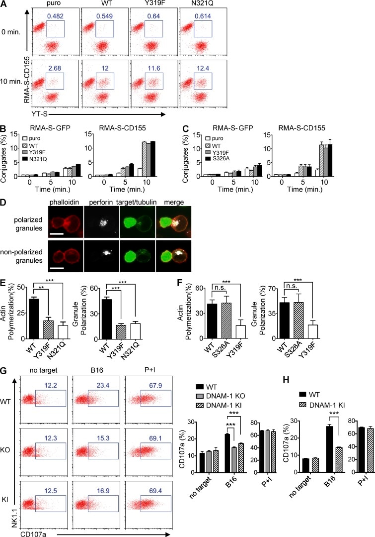 CD3e Antibody (Monoclonal, 145-2C11)