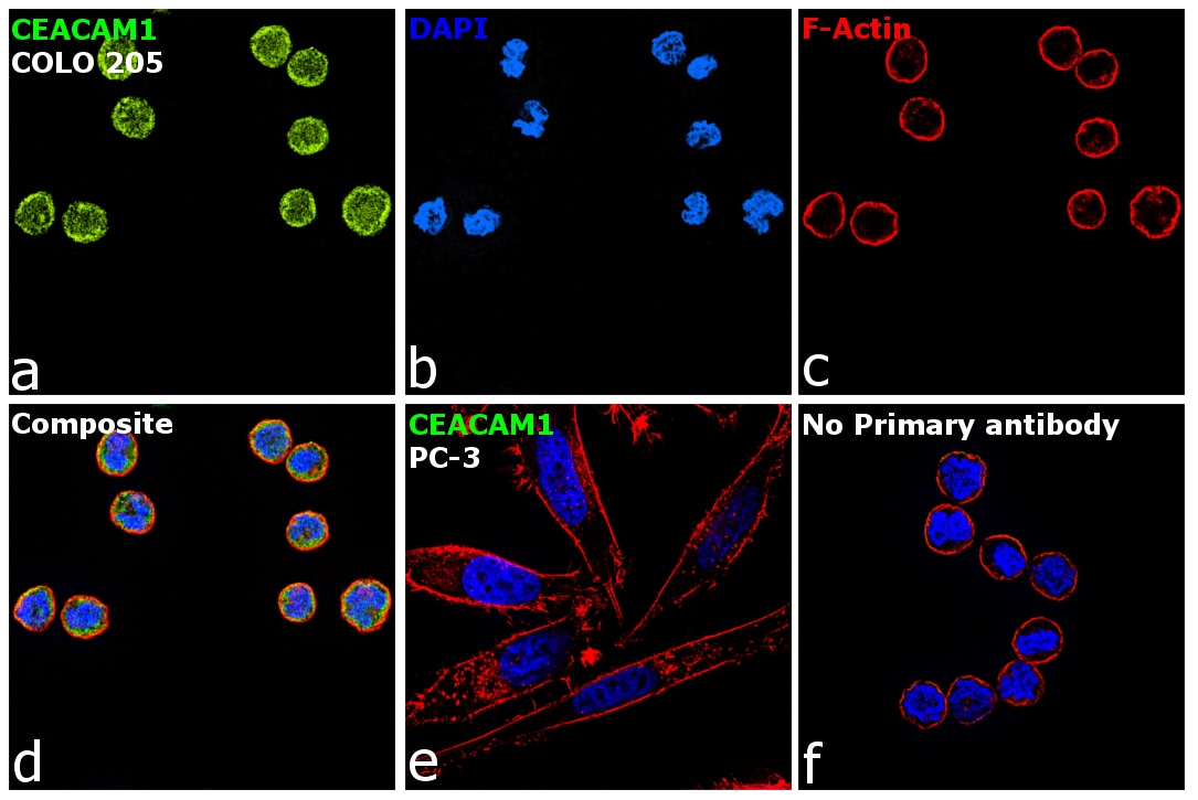 CEACAM1 Antibody (MA5-23985)