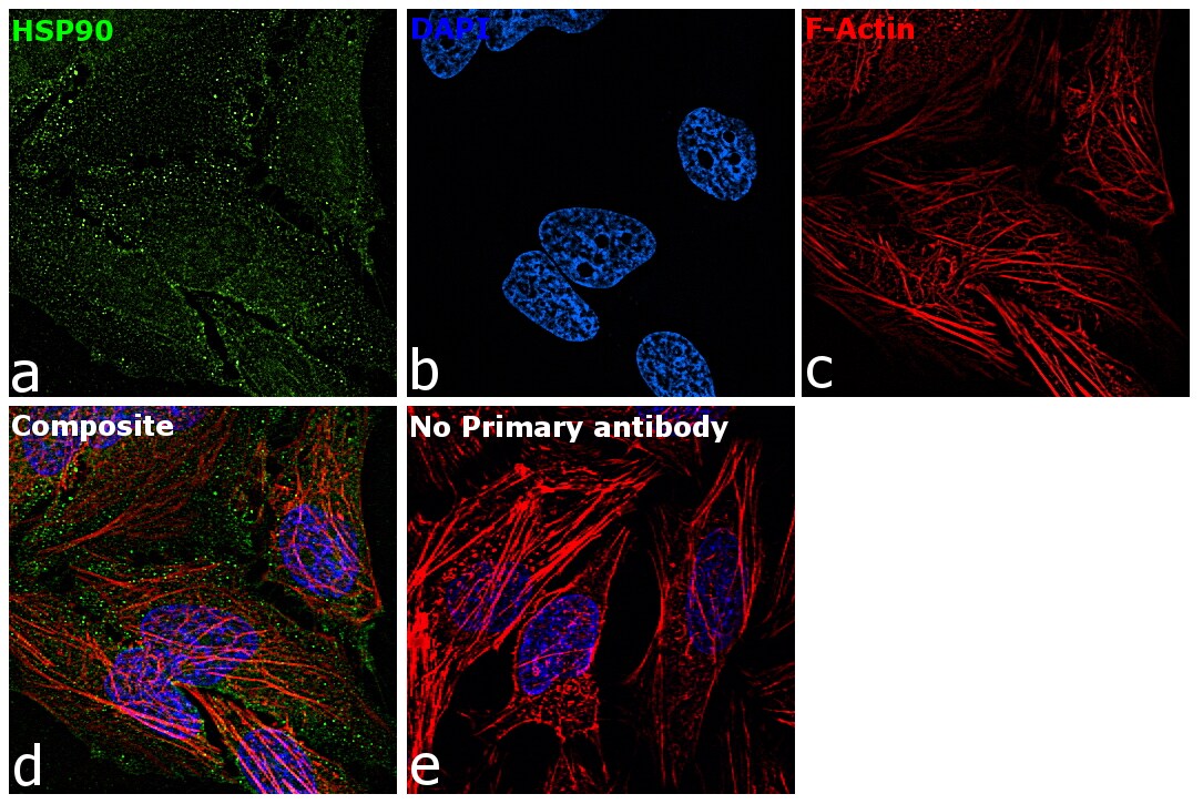 HSP90 alpha Antibody (MA5-25036)