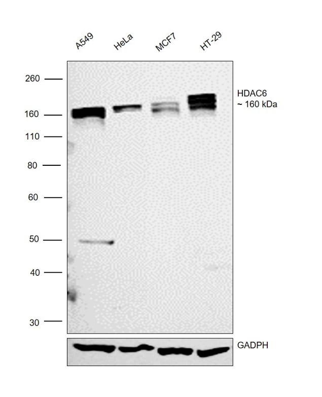 HDAC6 Antibody (MA5-25317)