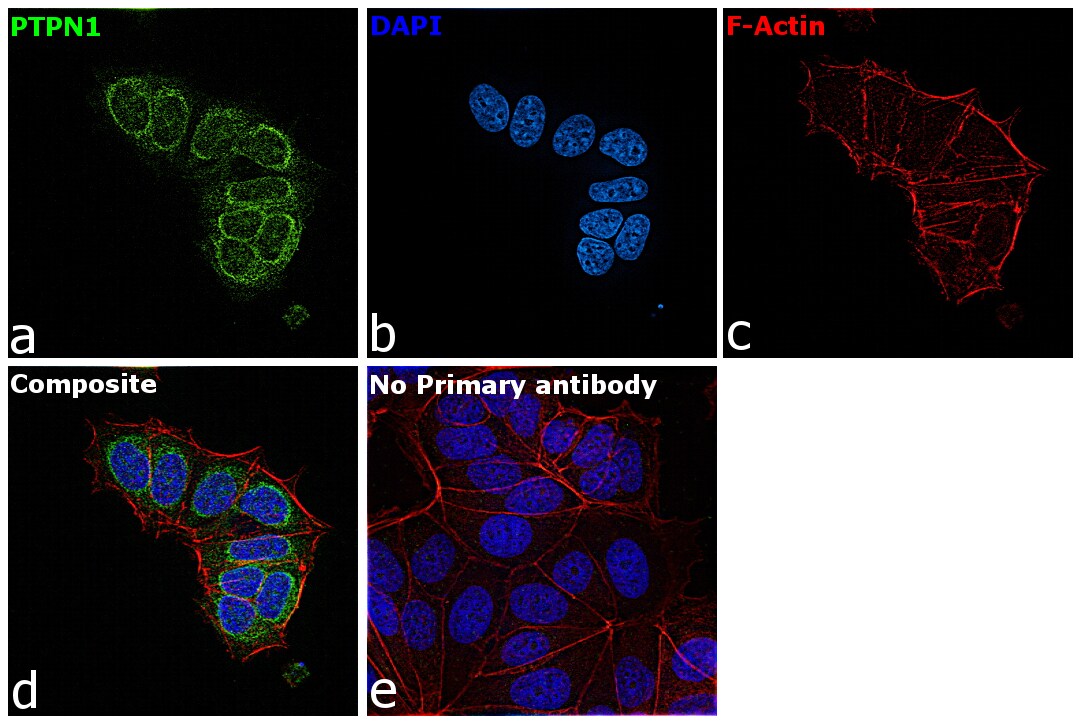 PTP1B Antibody (MA5-25574)
