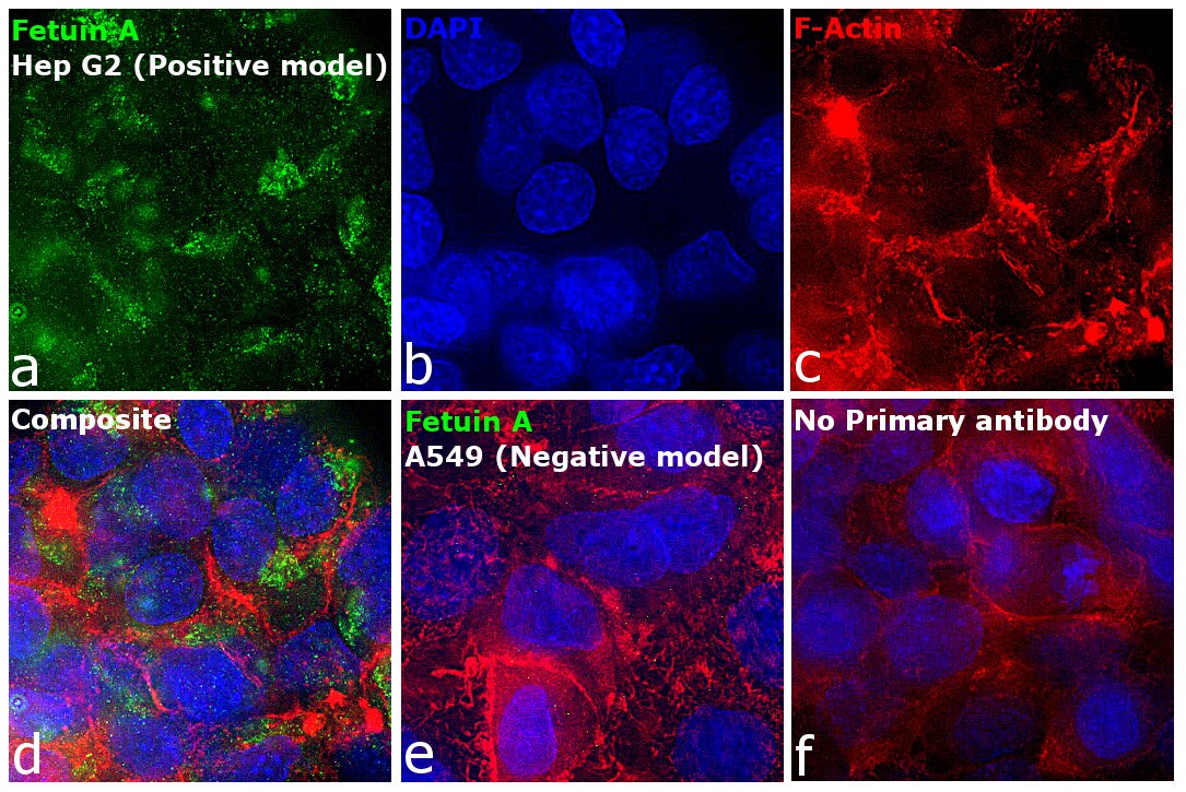 Fetuin A Antibody (MA5-25949)