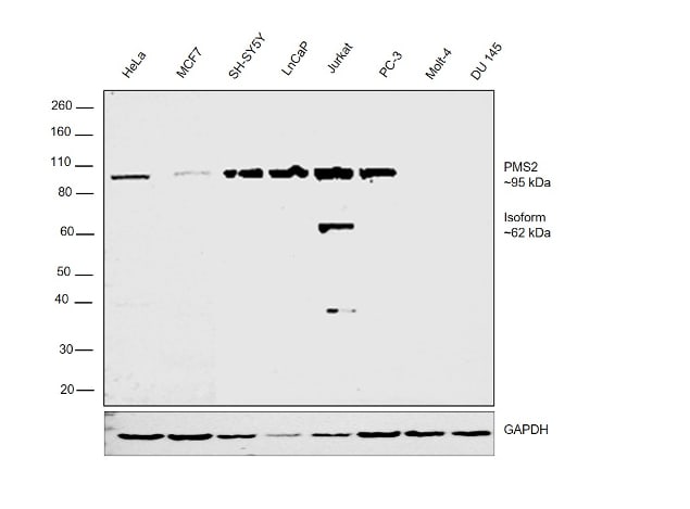 PMS2 Antibody (MA5-26269)