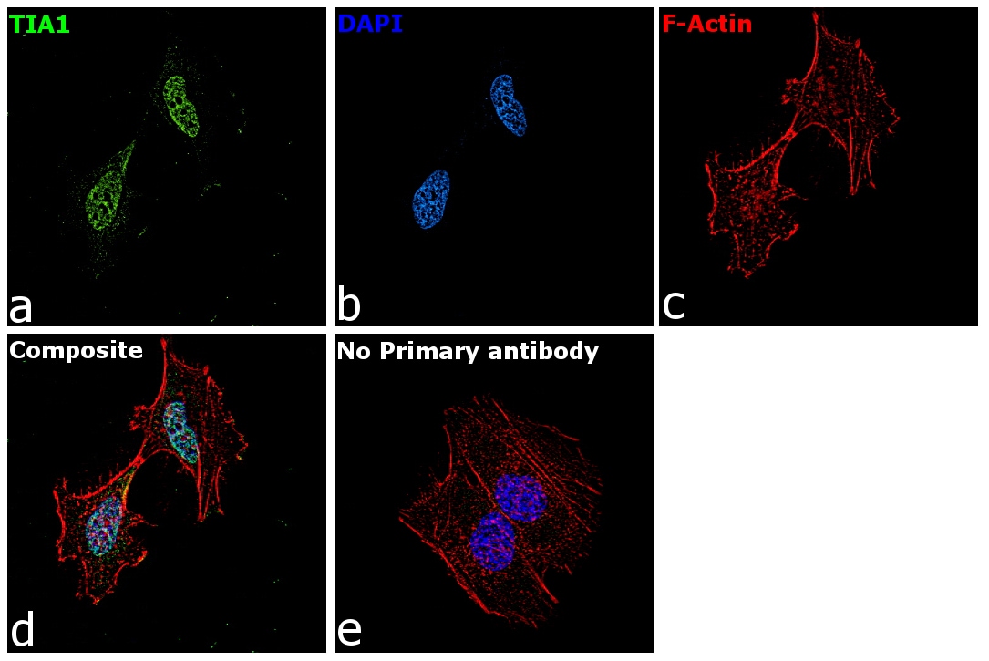 TIA-1 Antibody (MA5-26474)